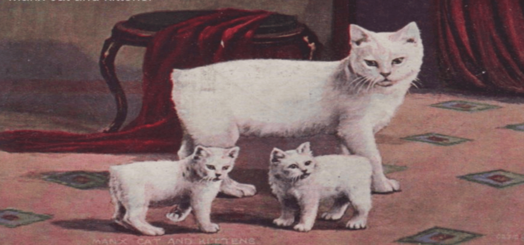 3 Fast Facts About Manx Cats - Cat Appy